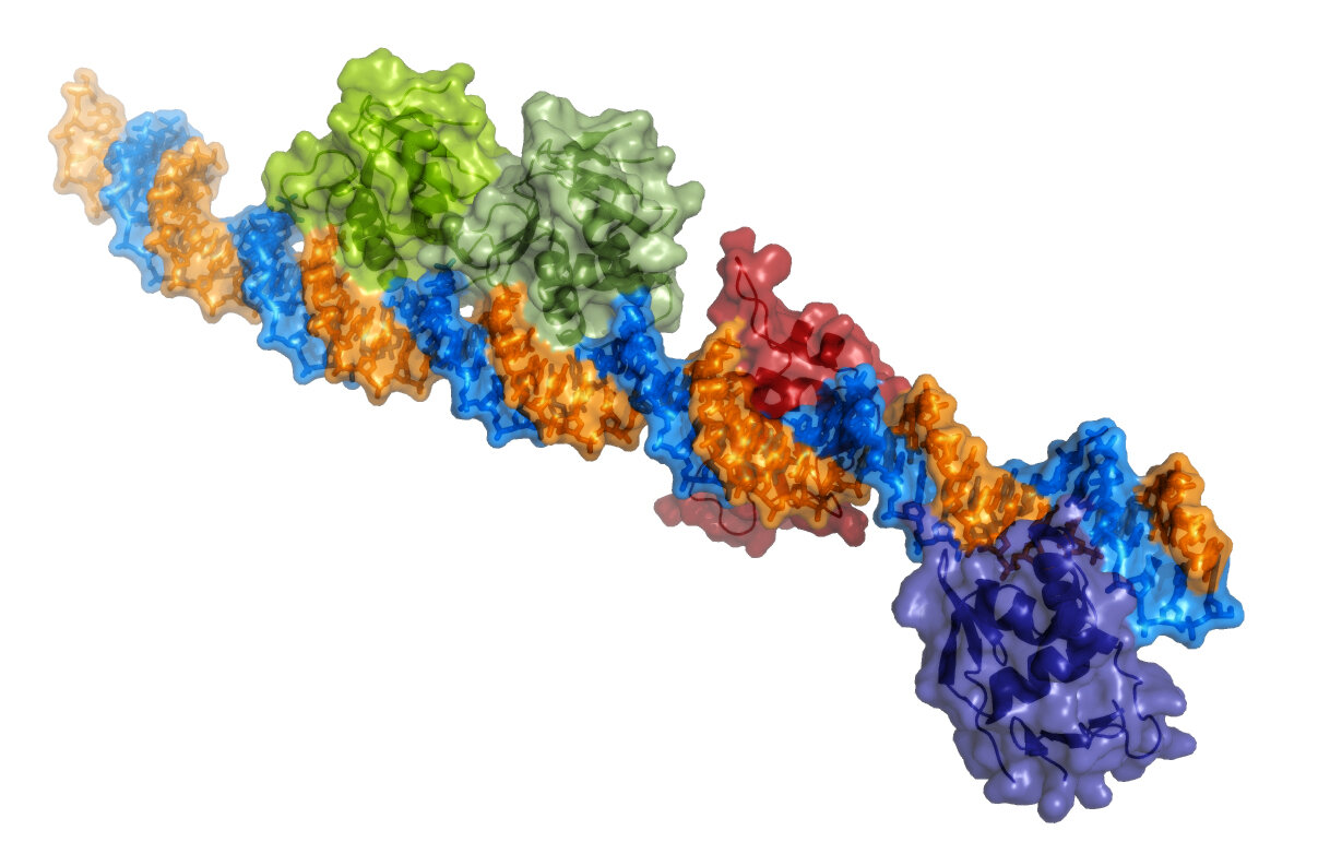 ToxR protein's binding to DNA reveals insights into cholera pathogenesis ToxR protein's binding to DNA reveals insights into cholera pathogenesis